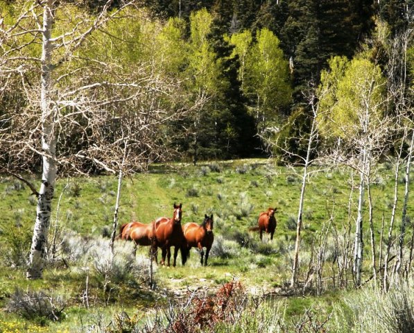 Northern New Mexico Ranches FOR SALE